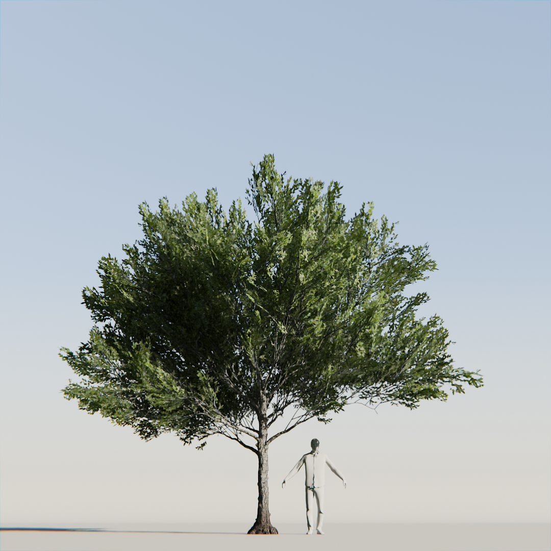 American beech tree variation low poly | Trees models | BlenderKit