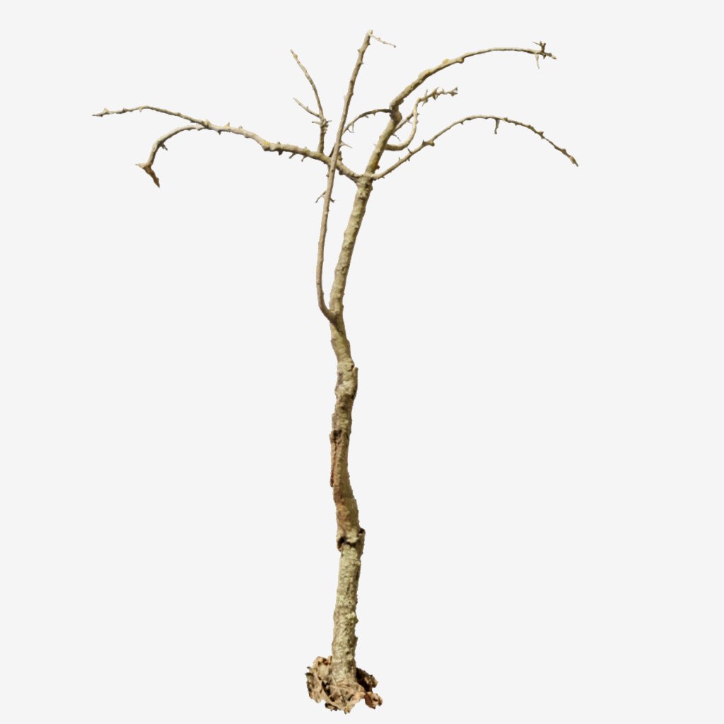 Dead Tree Dry PBR Scan 02 | Trees models | BlenderKit