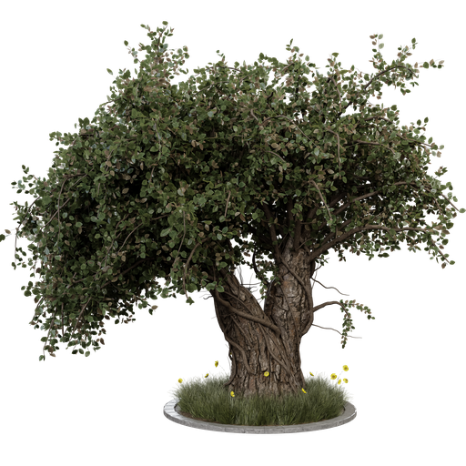 Old tree C | Trees models | BlenderKit