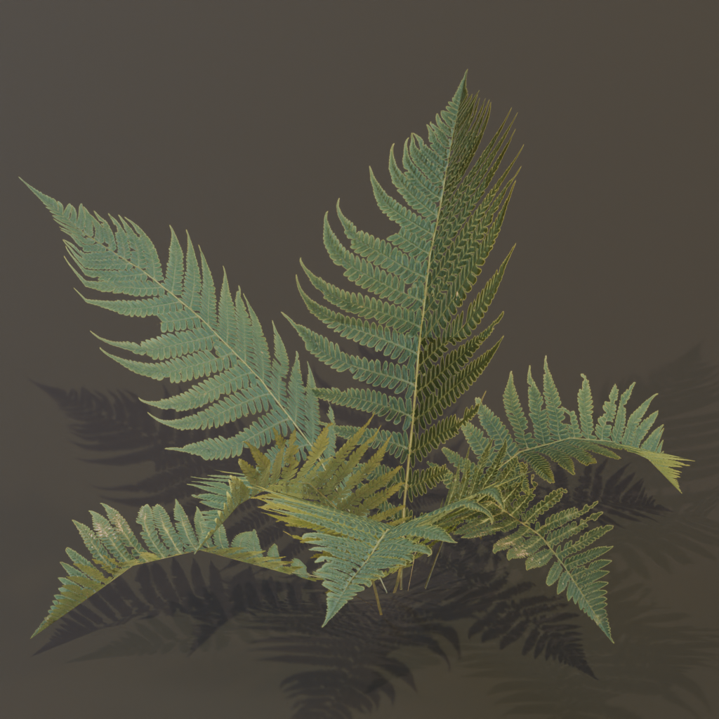 Lady Fern Young | Outdoor Plants models | BlenderKit