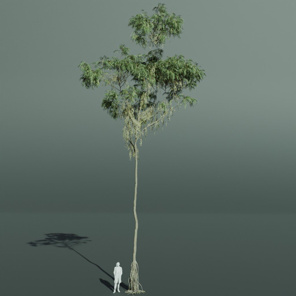 Alii Fig Medium | Trees models | BlenderKit