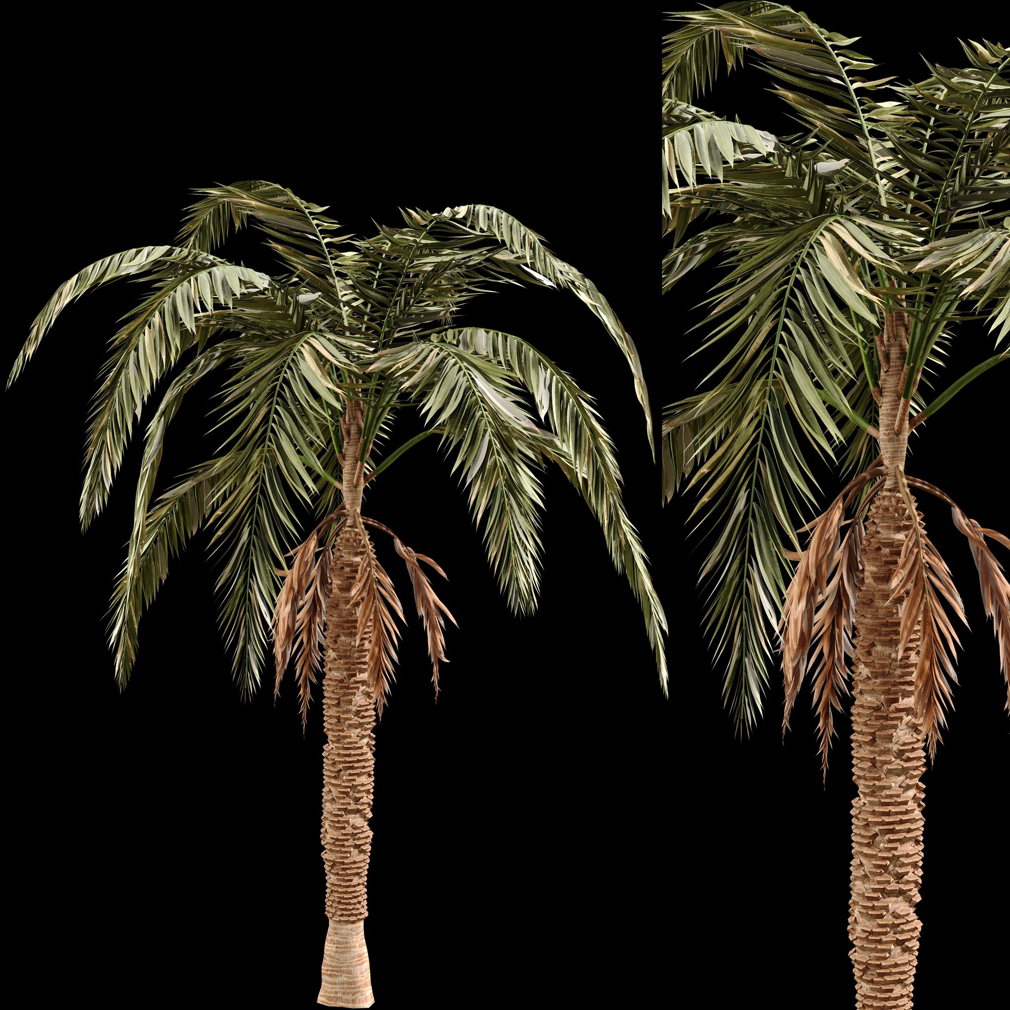 Palm | Trees models | BlenderKit