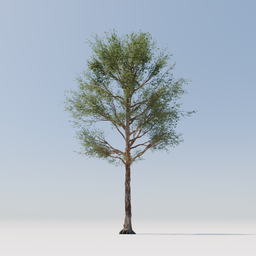 Tree 32 | Trees models | BlenderKit