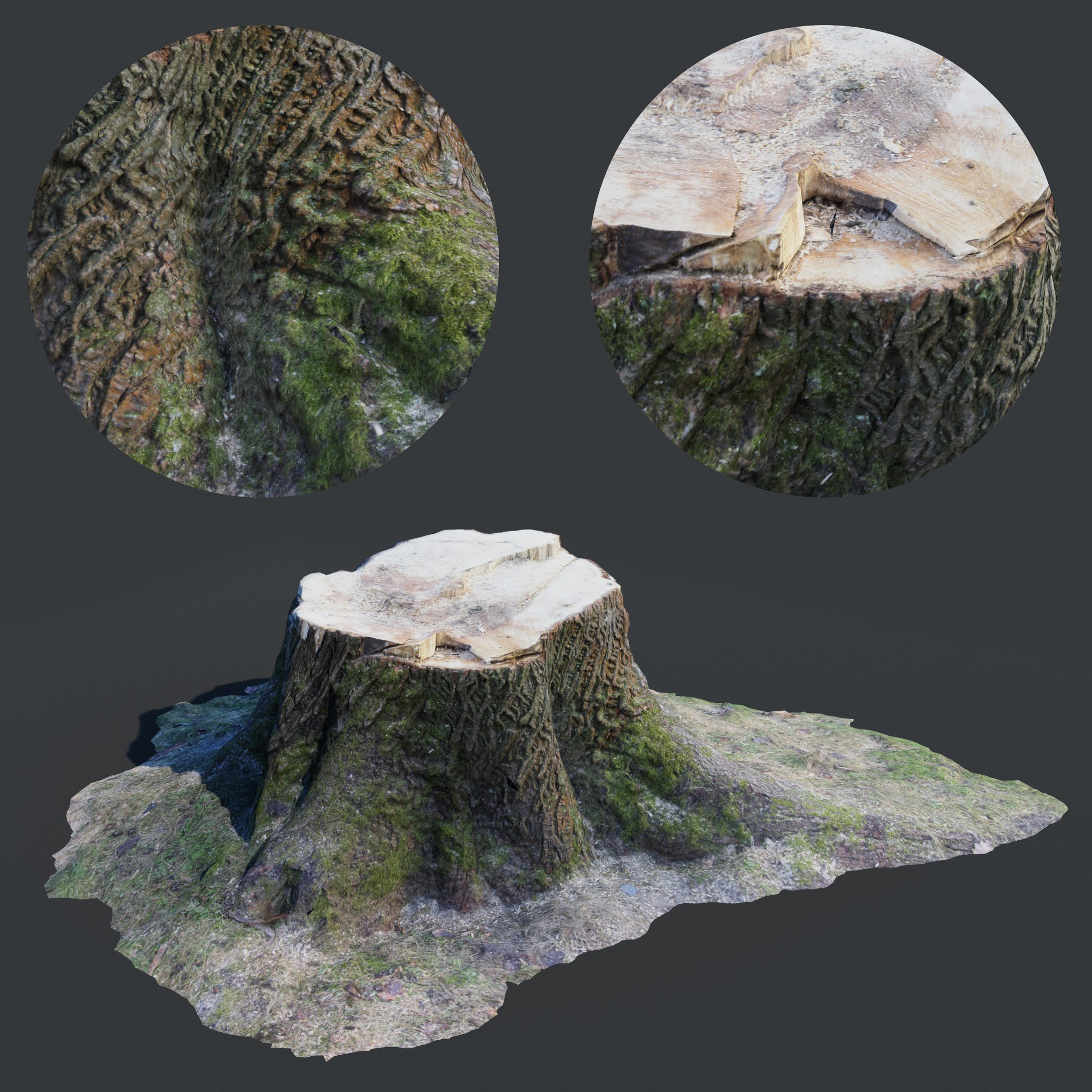 Tree stump | FREE Environment Elements models | BlenderKit