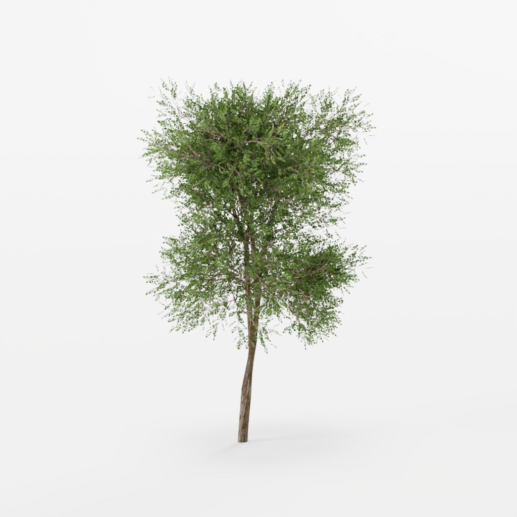 Common Lilac Tree 01 | Trees models | BlenderKit