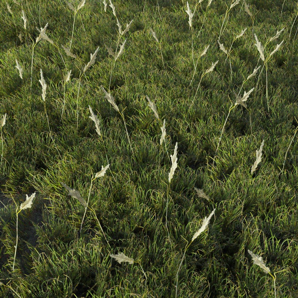 Grass Generic Large Pampas | Grass models | BlenderKit