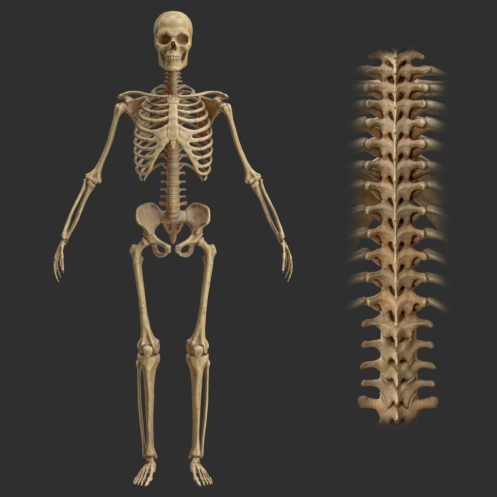 BlenderKit | Download the Human Stylized rigged male skeleton model
