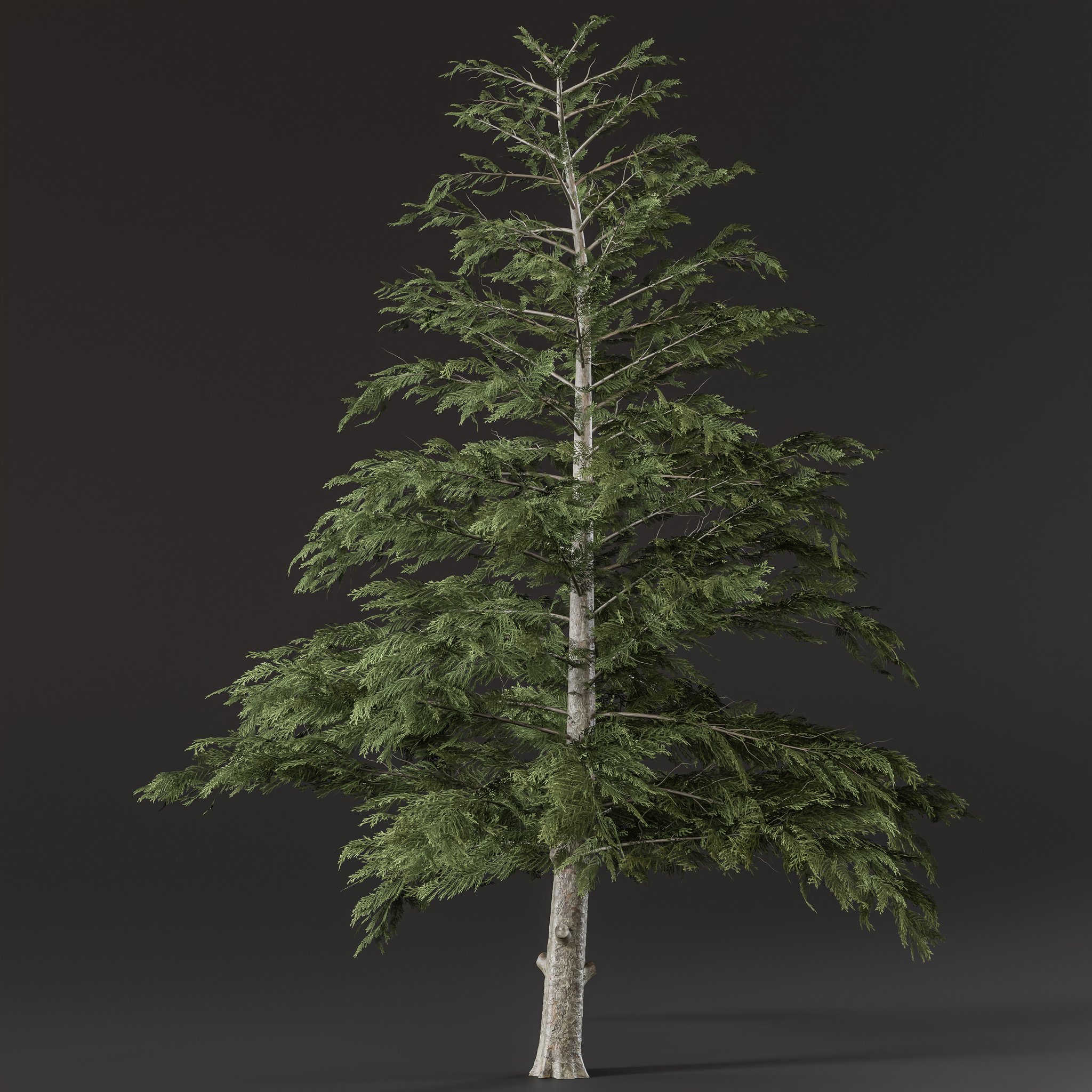 Pine tree | Trees models | BlenderKit