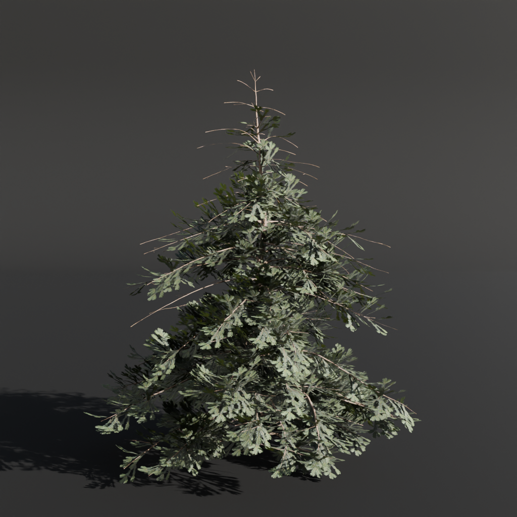 Abies Alba Silver Fir Small Sapling | Trees models | BlenderKit