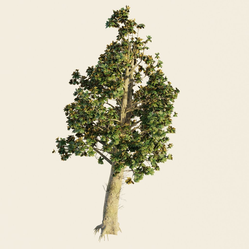 Southern Magnolia | FREE Trees models | BlenderKit