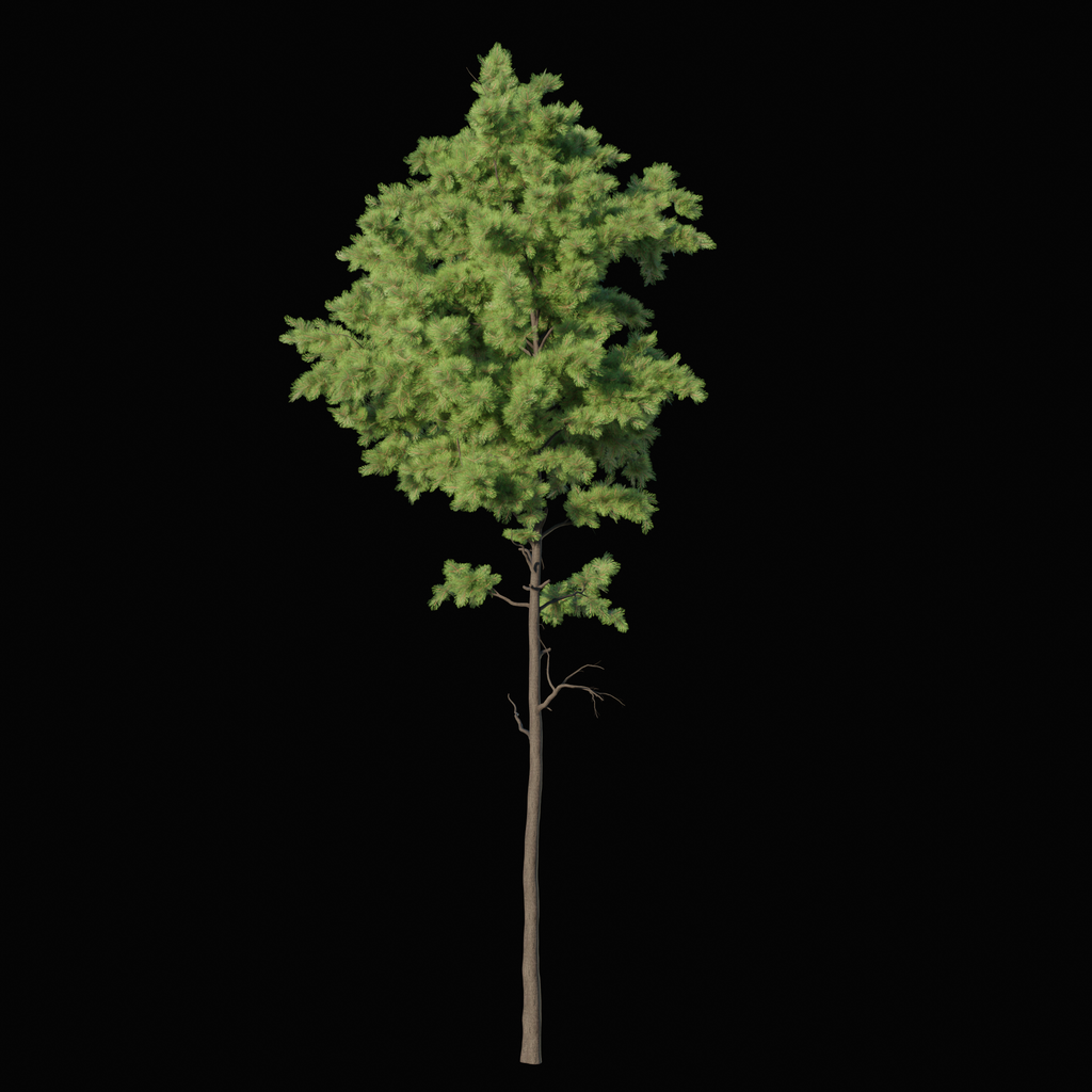 Pine tree | FREE Trees models | BlenderKit