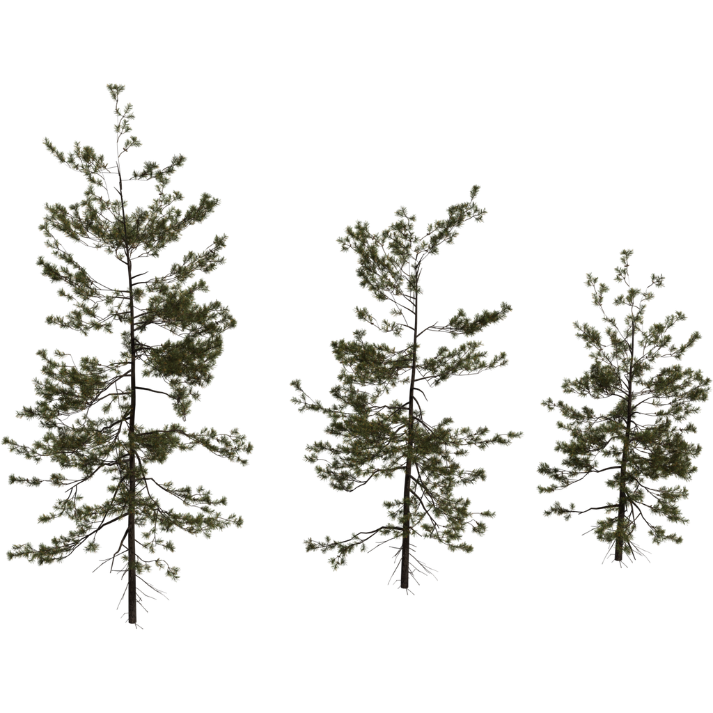 Pine Sapling Medium | FREE Trees models | BlenderKit
