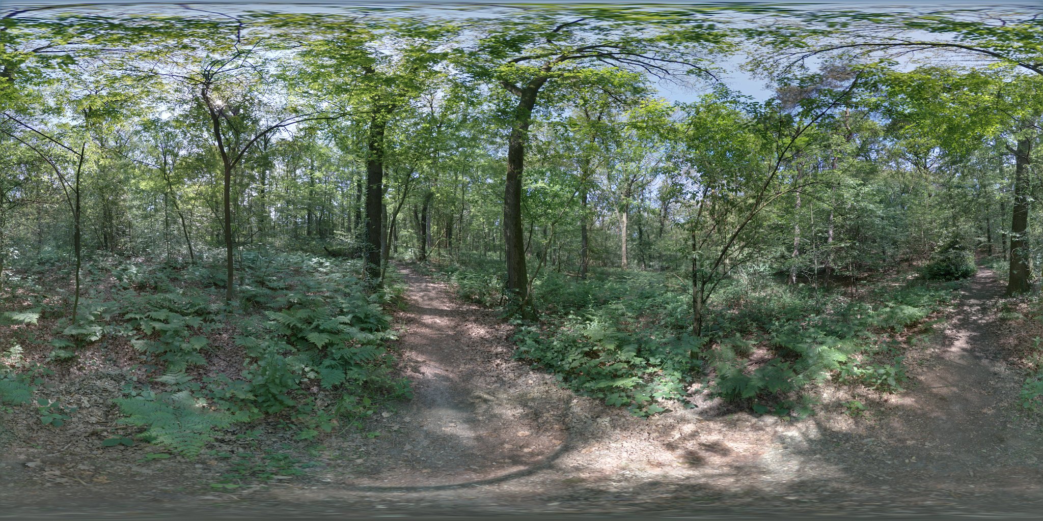 Ferny Forest Lane in the Netherlands | FREE Nature HDRis | BlenderKit
