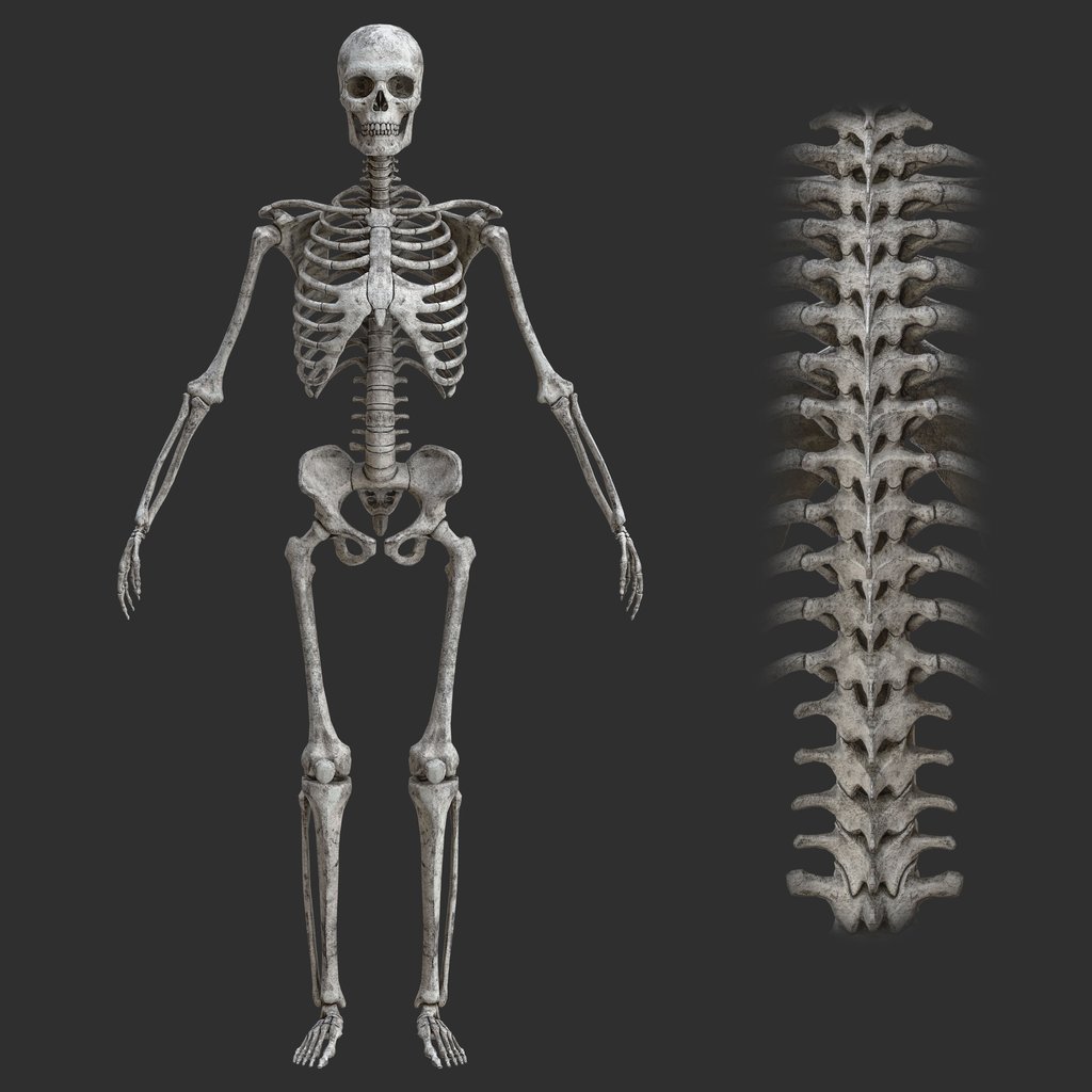 Fully rigged human skeleton | Human Skeletons models | BlenderKit