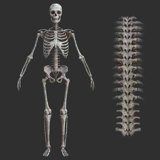 Human Skull | FREE Human Skeletons models | BlenderKit