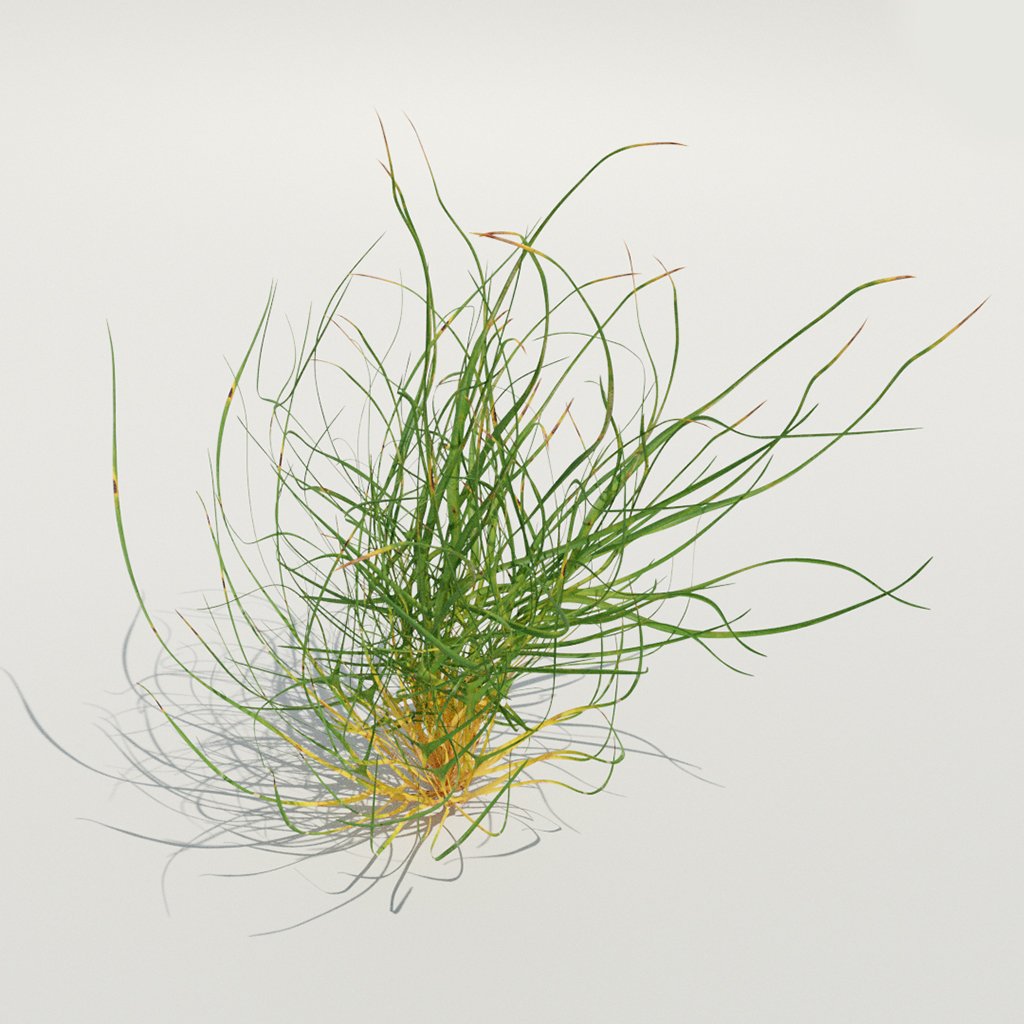 Grass strands medium | Grass models | BlenderKit