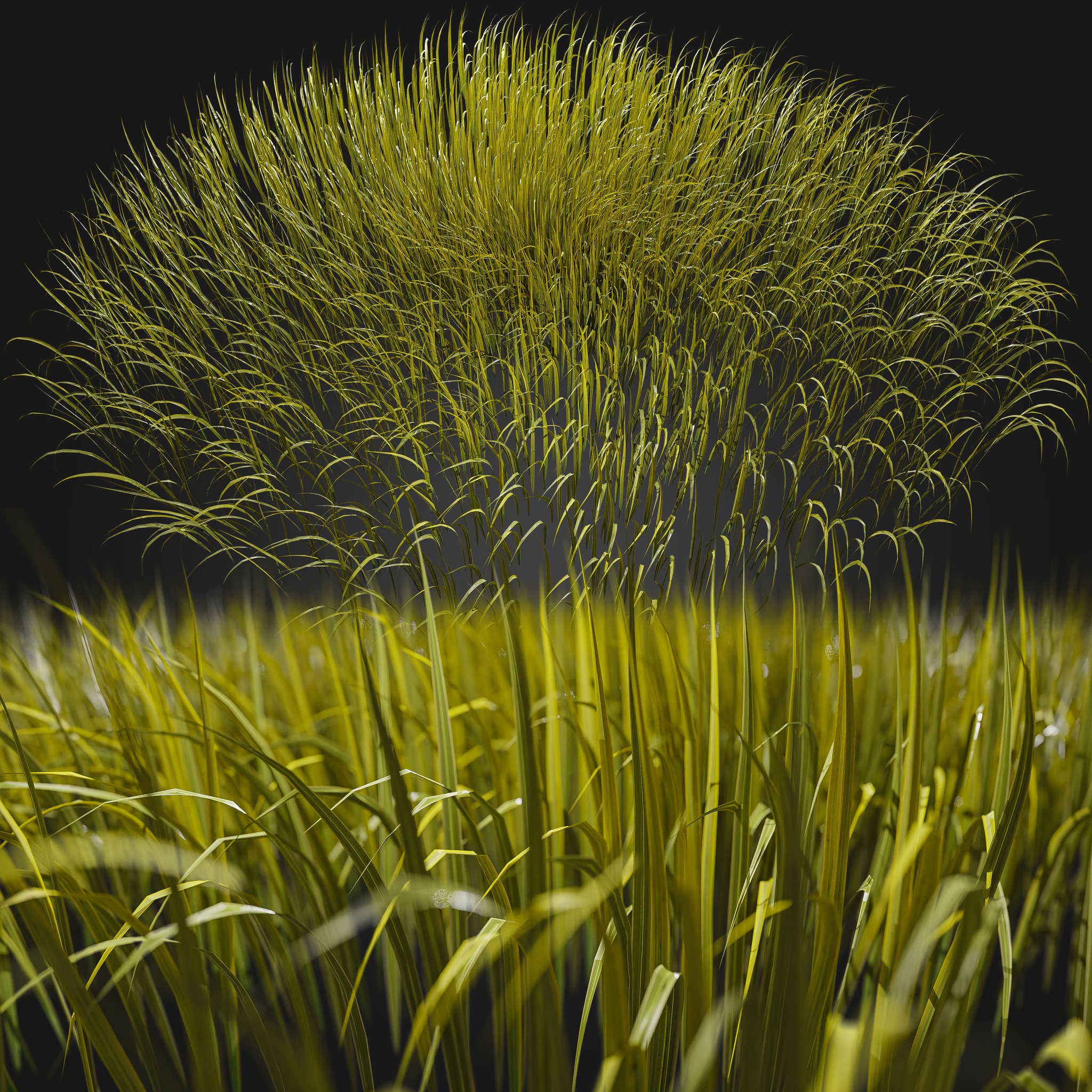 Short grass | Grass models | BlenderKit