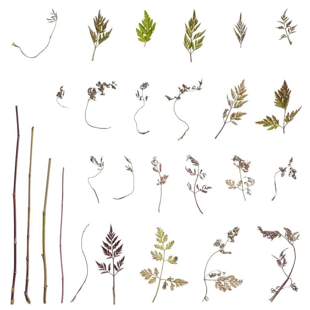 Torilis scabra Leaf | FREE organic materials | BlenderKit