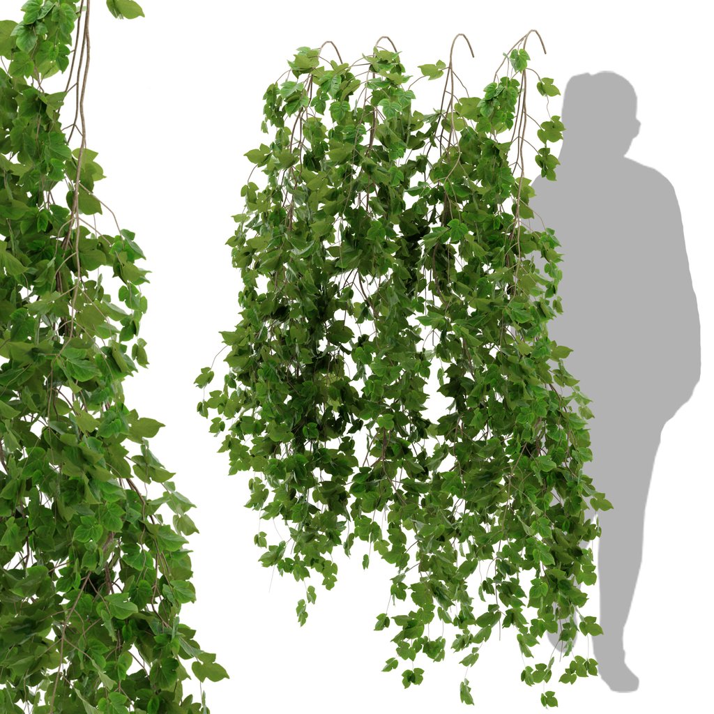 Ipomoea nil o | Green Walls models | BlenderKit
