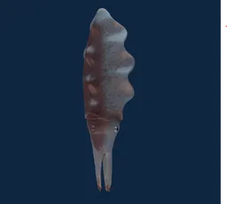 Caribbean reef squid | FREE 3D Fish models | BlenderKit