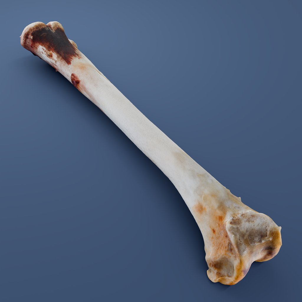 Bone Scan Turkey Food Leftovers | Food models | BlenderKit