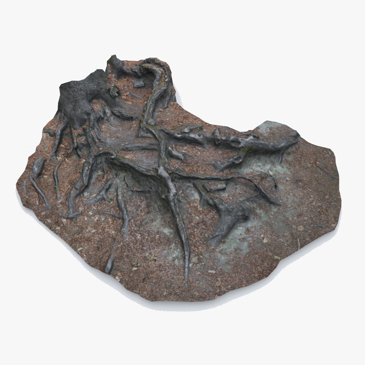 Beech forest ground roots | Environment Elements models | BlenderKit