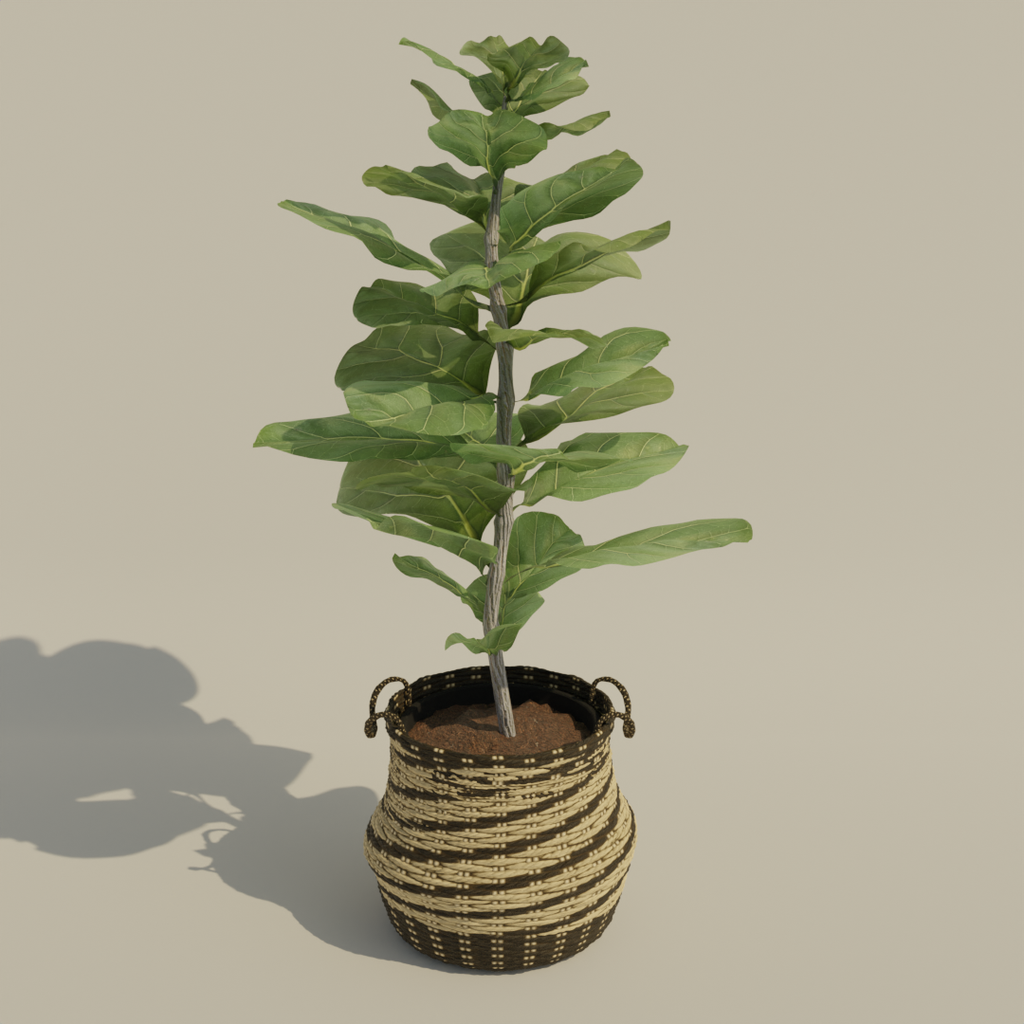 Fig Tree Indoor Rafia Plant Pot | Indoor Plants models | BlenderKit