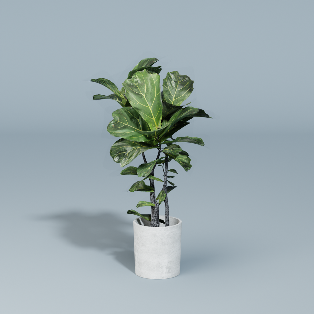 Fiddle leaf fig plant | Indoor Plants models | BlenderKit