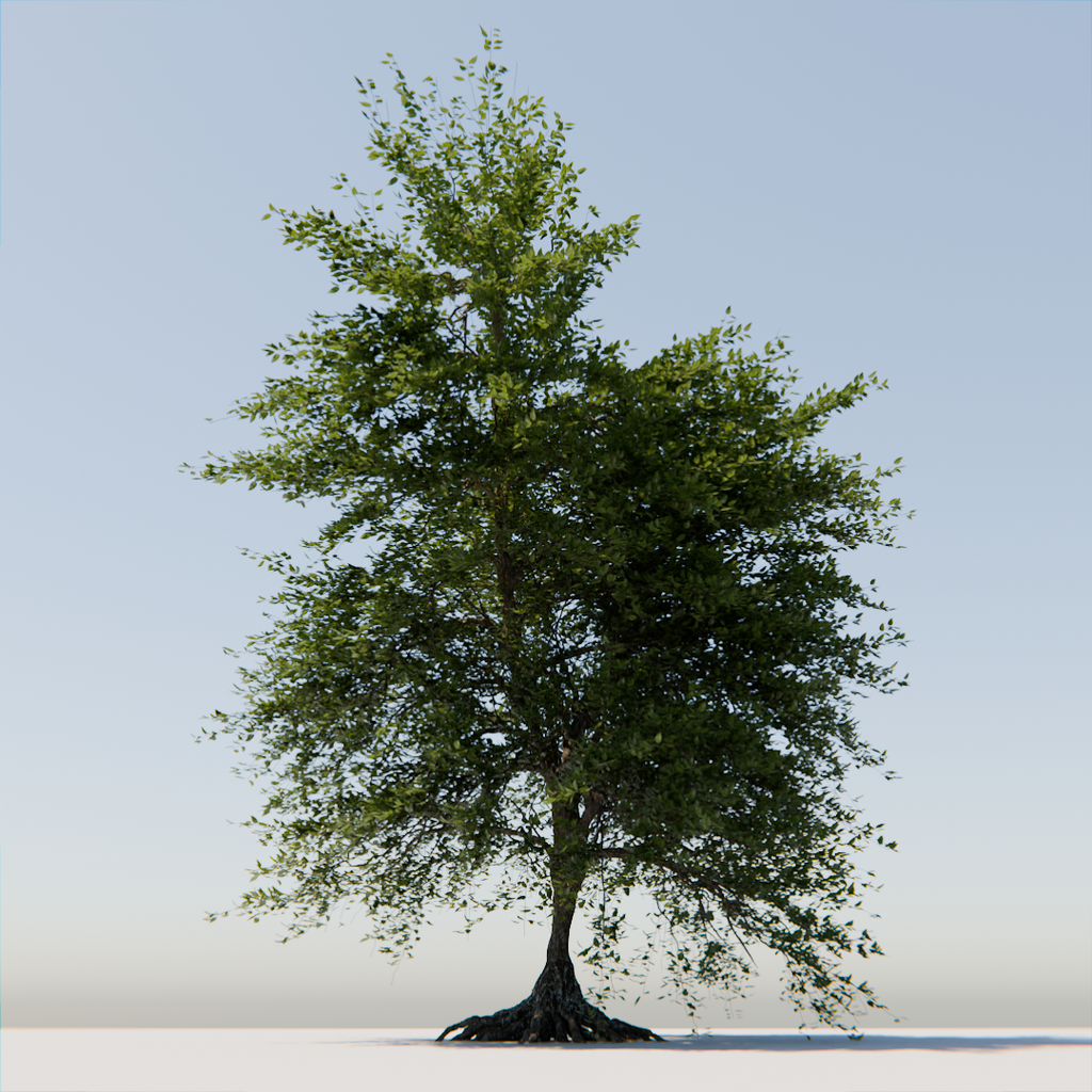 Tree 16 | Trees models | BlenderKit
