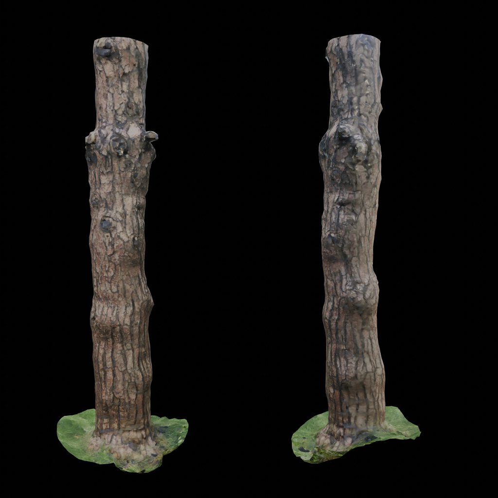 Tall tree | FREE Trees models | BlenderKit