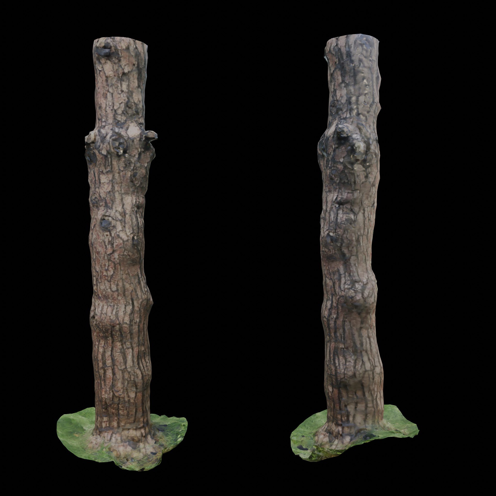 Tall tree | FREE Trees models | BlenderKit