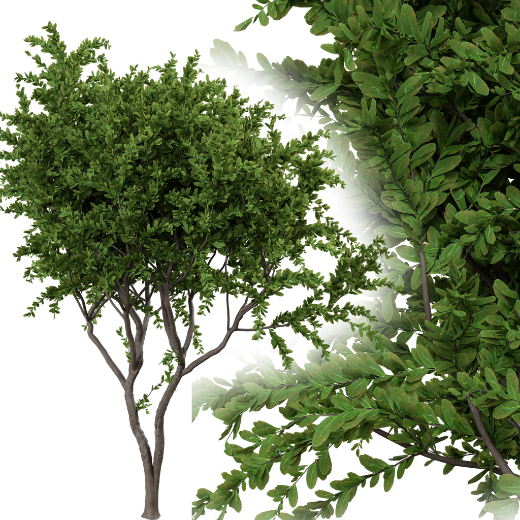Barreta Tree A | Trees models | BlenderKit