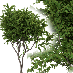Barreta Tree A | Trees models | BlenderKit