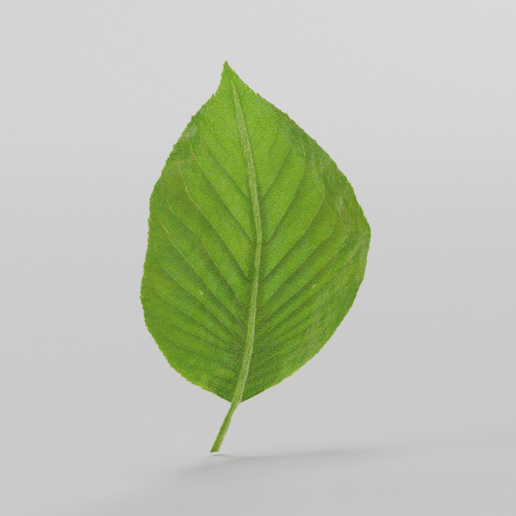 Leaf | Trees models | BlenderKit