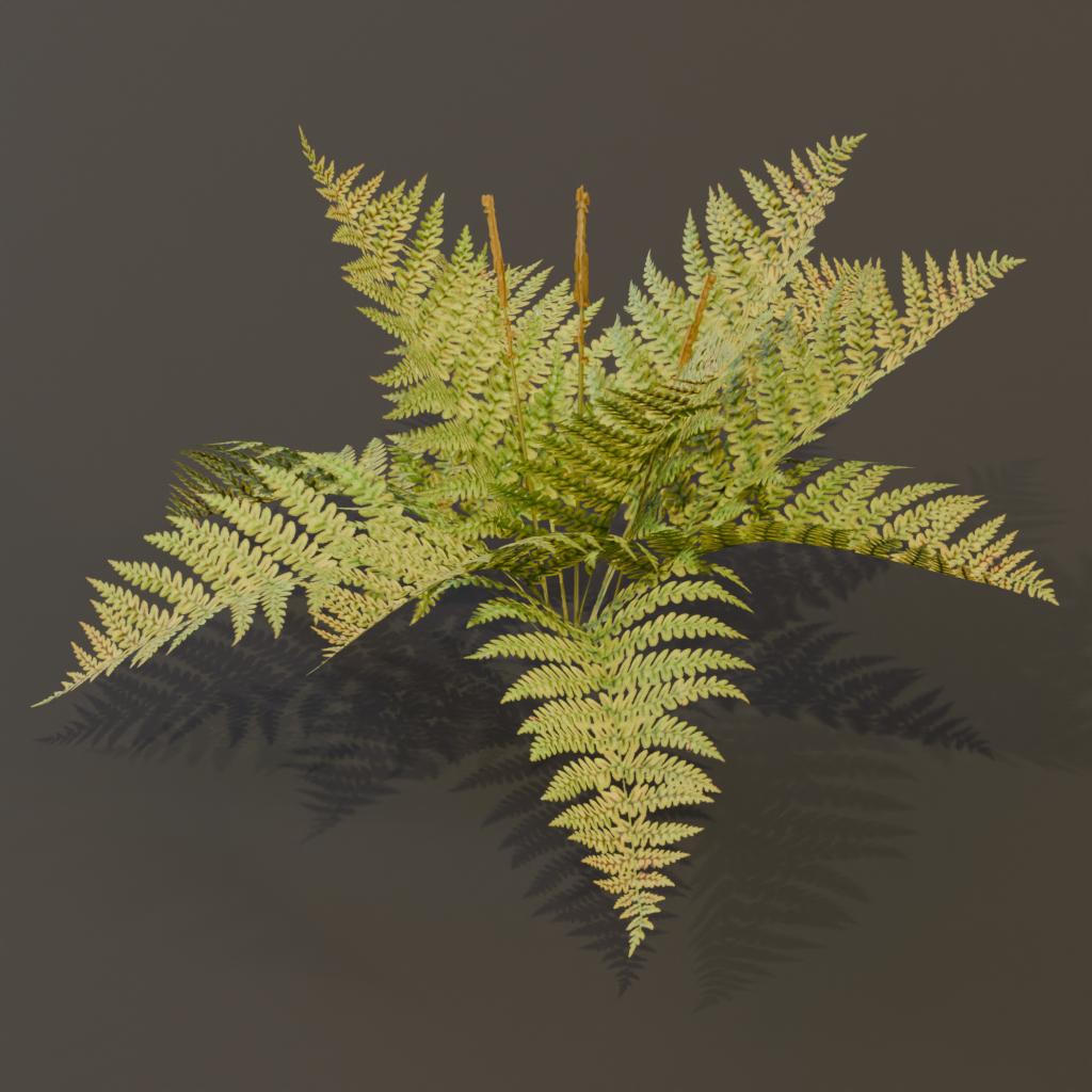 Cinnamon Fern Young | Outdoor Plants models | BlenderKit
