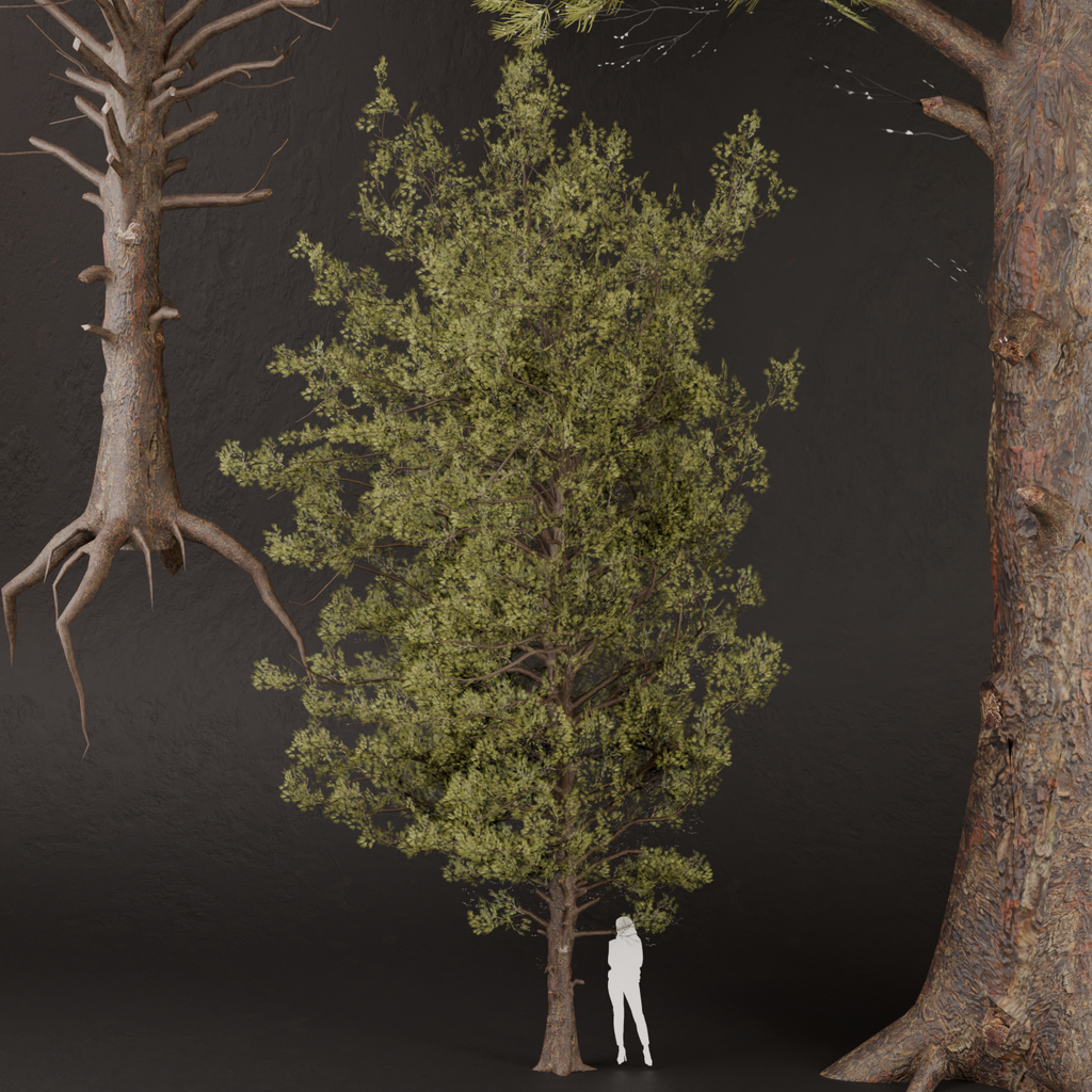 SJ-Detailed Spruce Tree | Trees models | BlenderKit