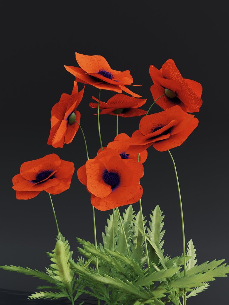 Poppies | Outdoor Plants models | BlenderKit