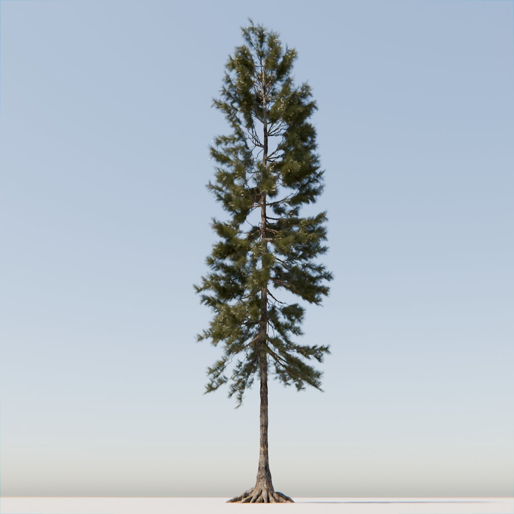 Coniferous Tree 03 | Trees models | BlenderKit