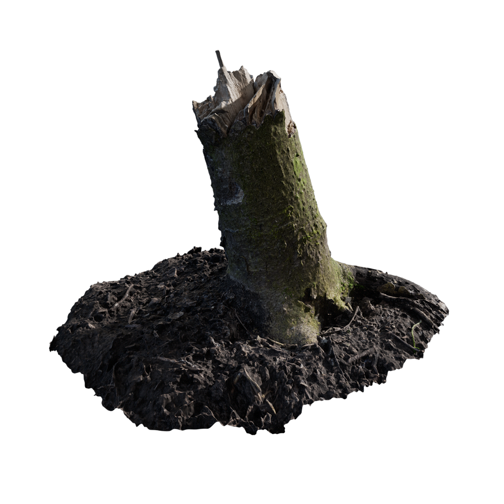 PX Stump | FREE Trees models | BlenderKit