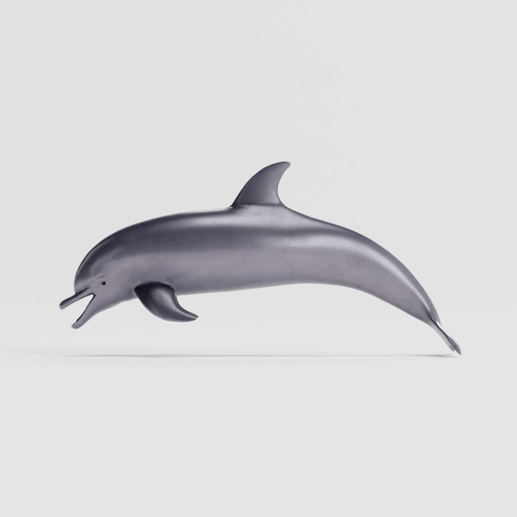 Dolphin Rigged | Mammals models | BlenderKit