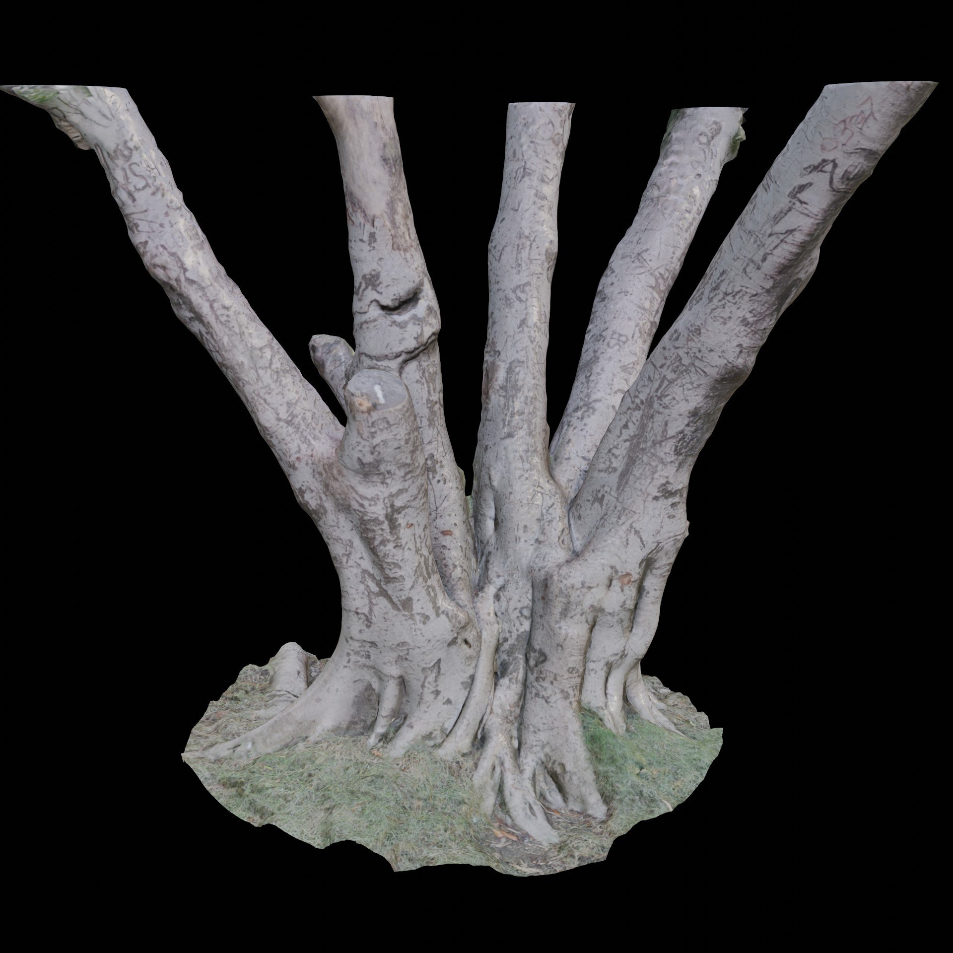 Tree | FREE Trees models | BlenderKit