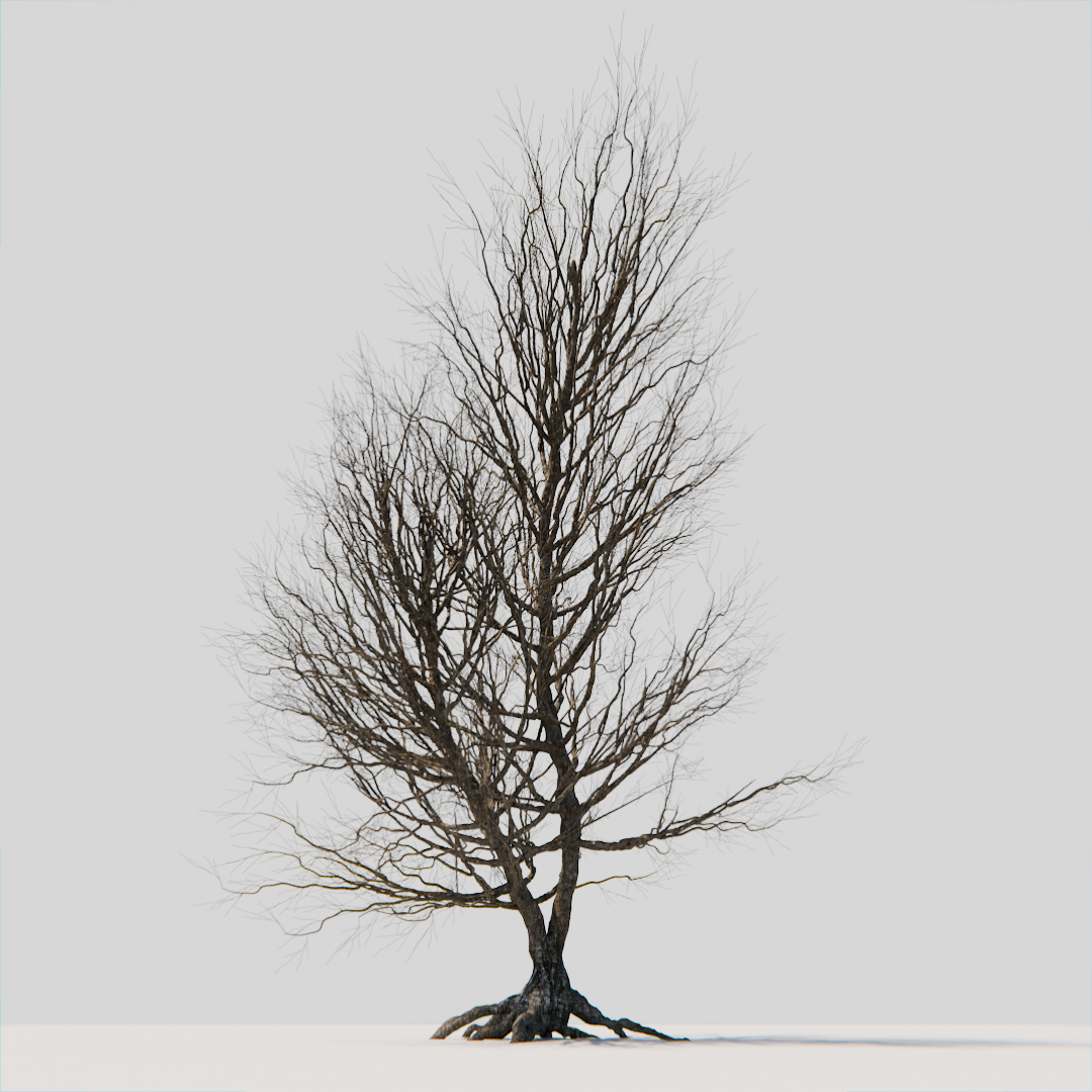 Dry Tree 06 | Trees models | BlenderKit