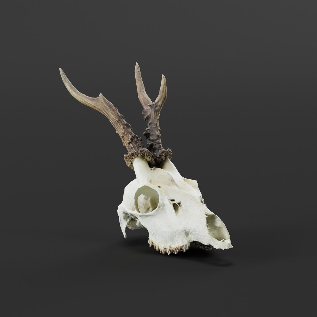 Deer skull | FREE Mammals models | BlenderKit