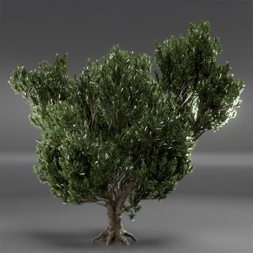 Tree Mugo Pine Animated | Trees models | BlenderKit