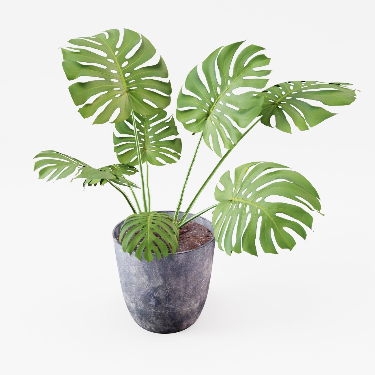 Monstera deliciosa set 01 | FREE Indoor Plants models | BlenderKit