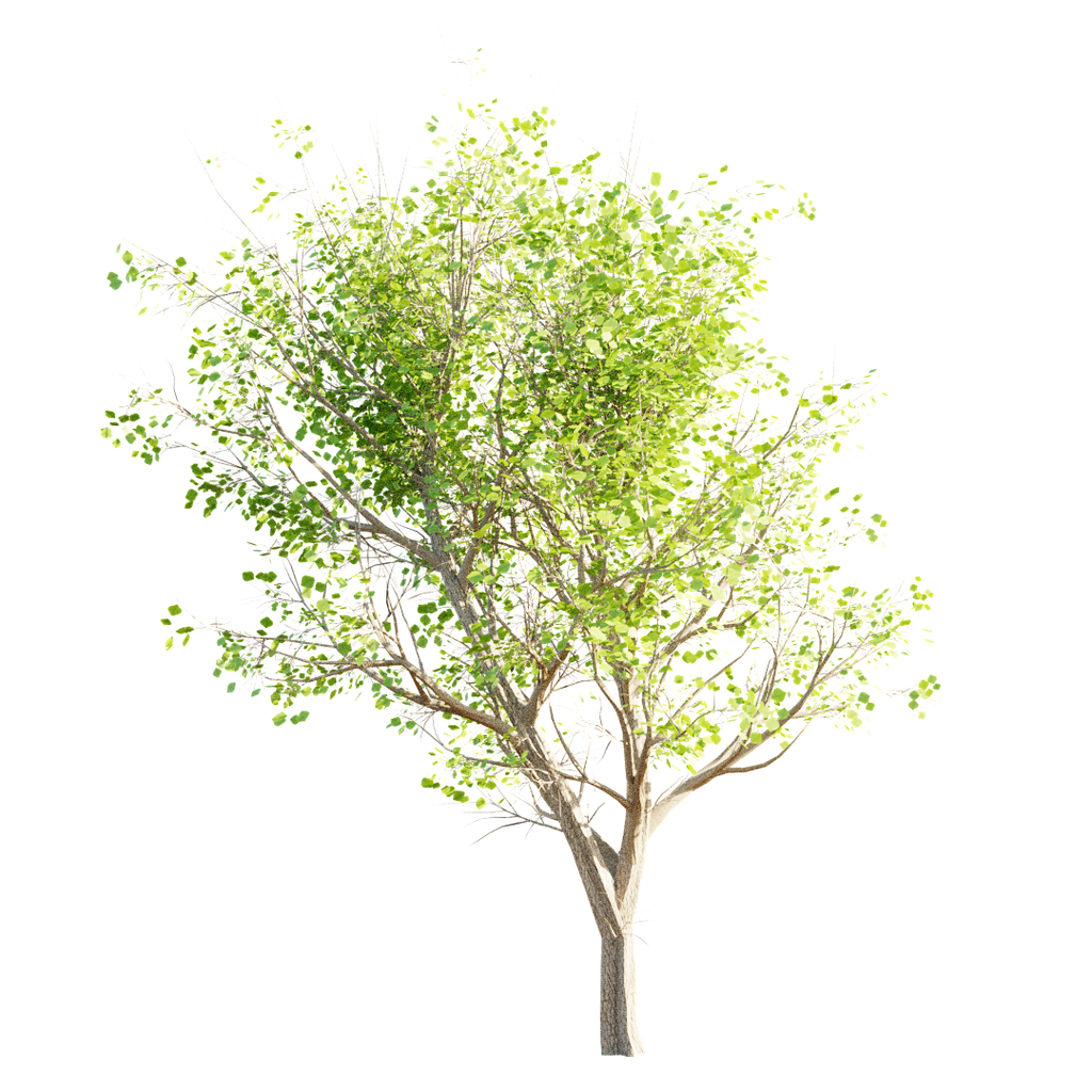 Tree LOD 1 | FREE Trees models | BlenderKit