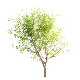 Tree LOD 1 | FREE Trees models | BlenderKit