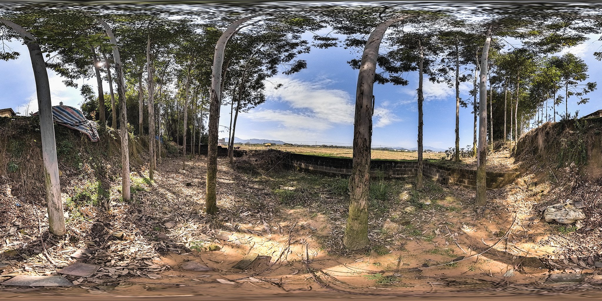 Trees | FREE Nature HDRis | BlenderKit