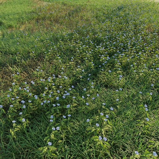 Stylised grass | FREE Grass models | BlenderKit