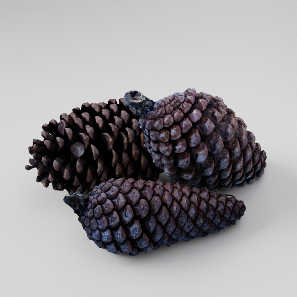 Pine Cones | Nature models | BlenderKit